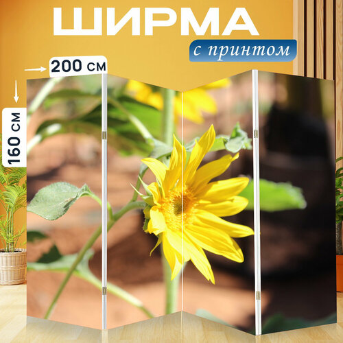 Ширма перегородка с принтом "Подсолнечник, цветы, цветок" на холсте - 200x160 см. для зонирования, раскладная