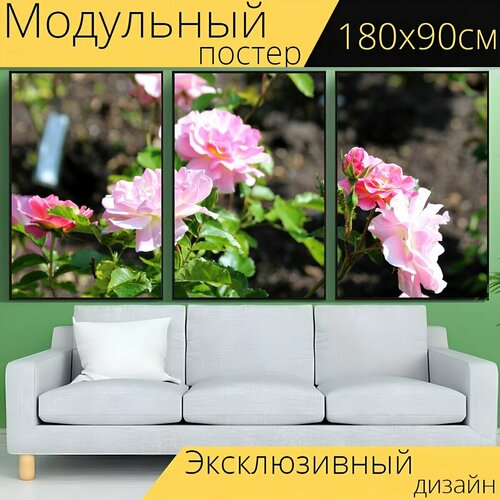 Модульный постер "Розы, розовый куст, цветы" 180 x 90 см. для интерьера