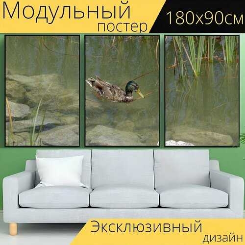 Модульный постер "Утка, чирок, птица" 180 x 90 см. для интерьера