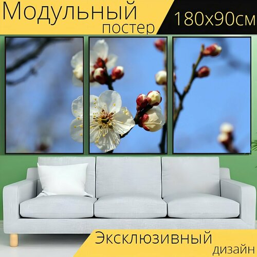 Модульный постер "Цветение сливы, цветок, весна" 180 x 90 см. для интерьера