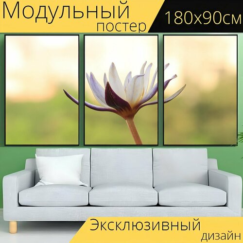 Модульный постер "Цветок, лотос, природа" 180 x 90 см. для интерьера
