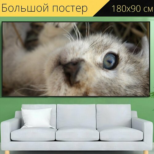 Большой постер "Котенок, глаза, кошачьи глаза" 180 x 90 см. для интерьера