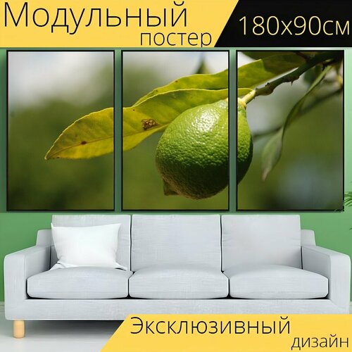 Модульный постер "Лимон, цитрусовые, фрукты" 180 x 90 см. для интерьера