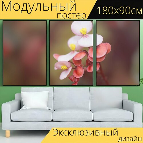 Модульный постер "Бегония, домашнее растение, декоративное растение" 180 x 90 см. для интерьера