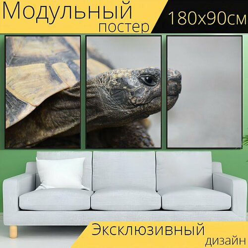 Модульный постер "Черепаха, греческая черепаха, рептилия" 180 x 90 см. для интерьера