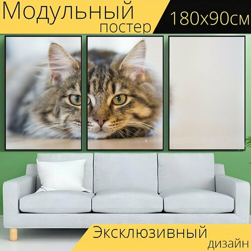Модульный постер "Кошка, котенок, милый" 180 x 90 см. для интерьера