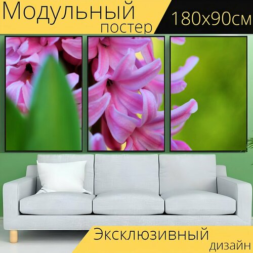 Модульный постер "Гиацинт, цветок, розовый" 180 x 90 см. для интерьера