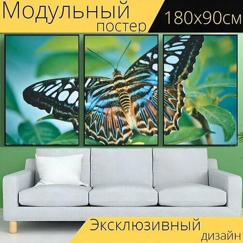 Модульный постер "Бабочка, тропические бабочки, экзотика" 180 x 90 см. для интерьера