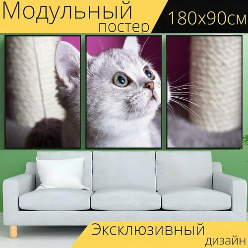 Модульный постер "Котенок, похмелье, маленькие кошки" 180 x 90 см. для интерьера