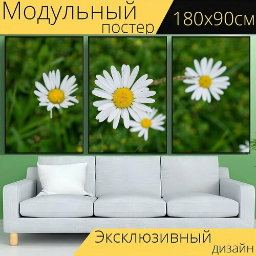 Модульный постер "Ромашки, белый цветок, цветок" 180 x 90 см. для интерьера