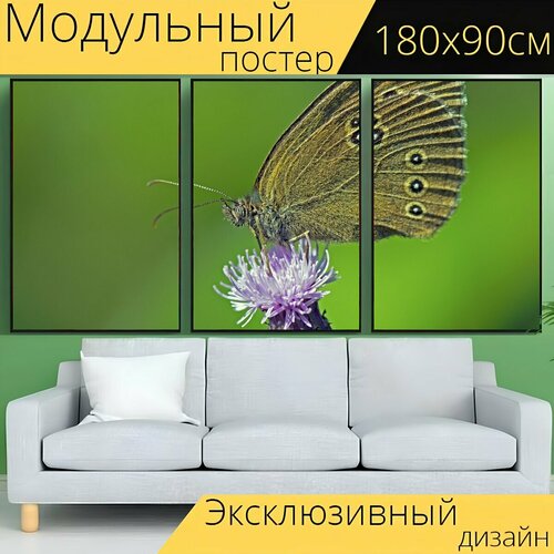 Модульный постер "Коричневая лесная птица, бабочки, бабочка" 180 x 90 см. для интерьера
