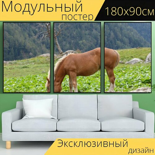 Модульный постер "Лошадь, пастись, луг" 180 x 90 см. для интерьера