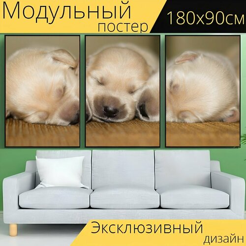 Модульный постер "Мопс, щенок, собака" 180 x 90 см. для интерьера