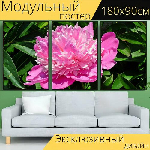 Модульный постер "Пион, цветок, розовый" 180 x 90 см. для интерьера