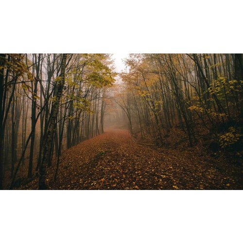 Картина на холсте 60x110 Альянс Лес "Fall chasingfog fog forest" на подрамнике / интерьер/ декор