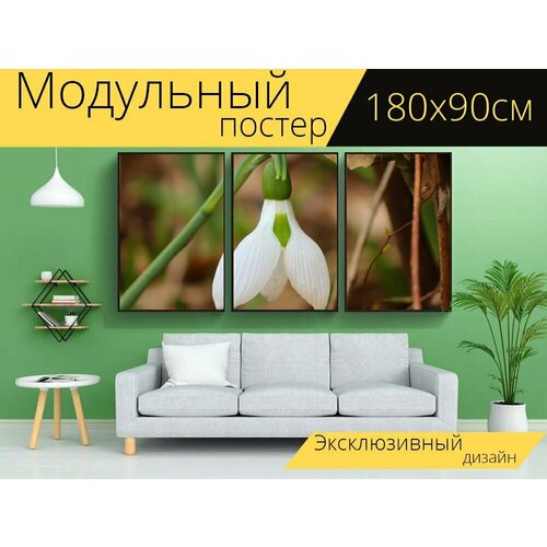 Модульный постер "Подснежник, цветок, завод" 180 x 90 см. для интерьера