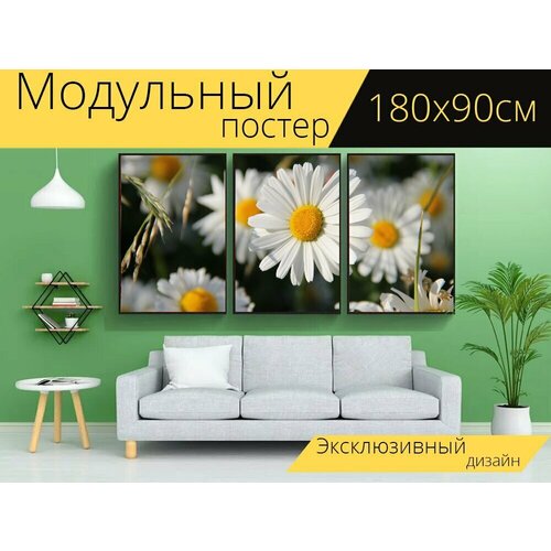 Модульный постер "Маргаритки, белый, цветок" 180 x 90 см. для интерьера