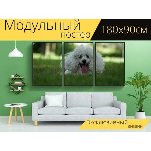 Модульный постер "Собака, пудель, животные" 180 x 90 см. для интерьера