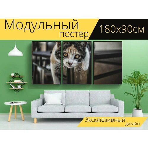 Модульный постер "Кошка, кошачий, лицо" 180 x 90 см. для интерьера