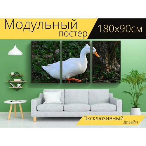 Модульный постер "Белая хохлатая утка, водоплавающая птица, животное" 180 x 90 см. для интерьера
