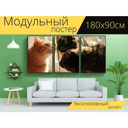 Модульный постер "Кошки, коты, три" 180 x 90 см. для интерьера