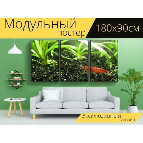 Модульный постер "Креветка, вишни креветок, аквариум" 180 x 90 см. для интерьера