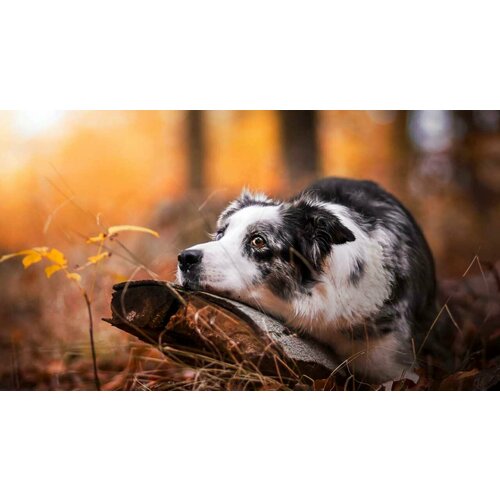 Картина на холсте 60x110 LinxOne "Собака дерево коряга осень морда" интерьерная для дома / на стену / на кухню / с подрамником