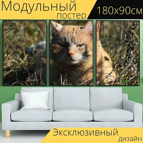 Модульный постер "Кот, мужчина, дома" 180 x 90 см. для интерьера