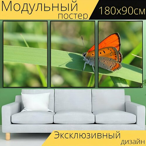 Модульный постер "Бабочка, насекомые, крыло" 180 x 90 см. для интерьера