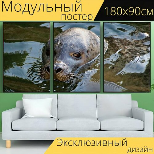 Модульный постер "Тюлень, водный, зверь" 180 x 90 см. для интерьера