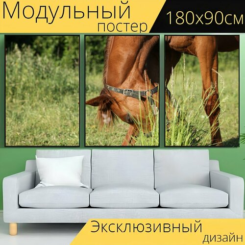 Модульный постер "Лошадь, голова, природа" 180 x 90 см. для интерьера