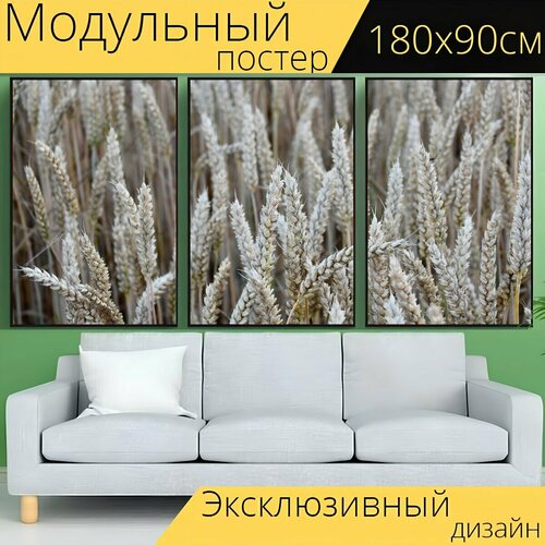 Модульный постер "Пшеница, колосья пшеницы, сельское хозяйство" 180 x 90 см. для интерьера