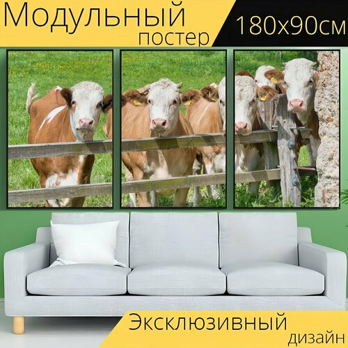 Модульный постер "Коровы, бычий, головы" 180 x 90 см. для интерьера
