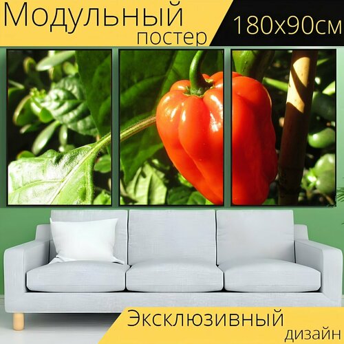 Модульный постер "Перец, красный, овощи" 180 x 90 см. для интерьера