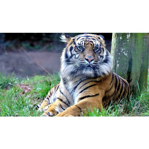 Картина на холсте 110x60 LinxOne "Тигры хищник полосатый" интерьерная для дома / на стену / на кухню / с подрамником