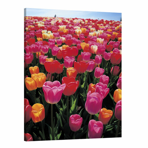 Интерьерная картина 50х70 "Колорит весны Тюльпаны"