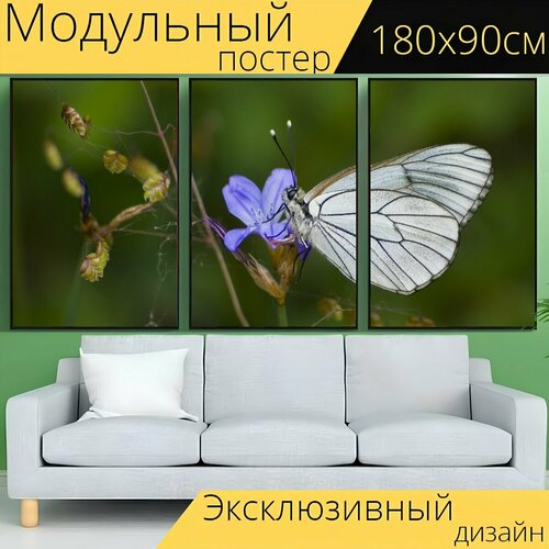 Модульный постер "Бабочка, в, насекомые" 180 x 90 см. для интерьера