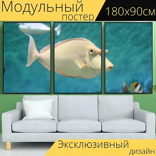 Модульный постер "Рыба, тропическая рыба, воды" 180 x 90 см. для интерьера