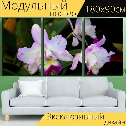 Модульный постер "Орхидея, фиолетовый, завод" 180 x 90 см. для интерьера