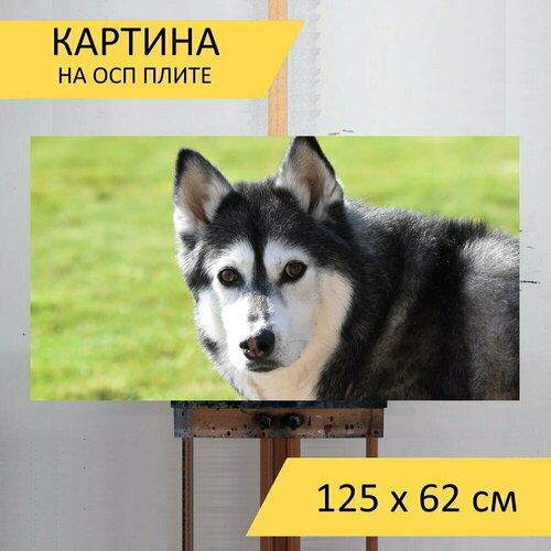 Картина на ОСП 125х62 см. "Сибирский хаски, собака, домашний питомец" горизонтальная, для интерьера, с креплениями