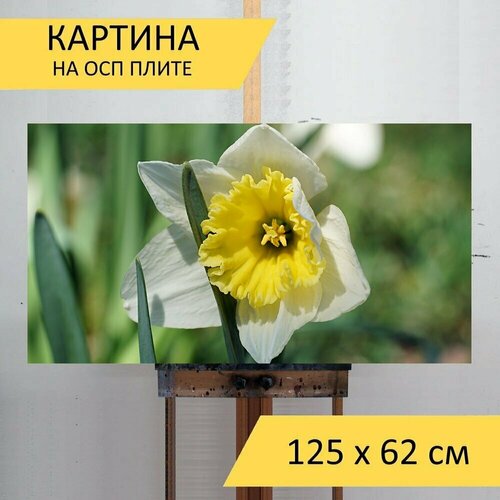 Картина на ОСП 125х62 см. "Нарцисс, цветок, блум" горизонтальная, для интерьера, с креплениями