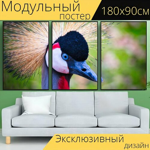 Модульный постер "Венценосный журавль, кран, птица" 180 x 90 см. для интерьера