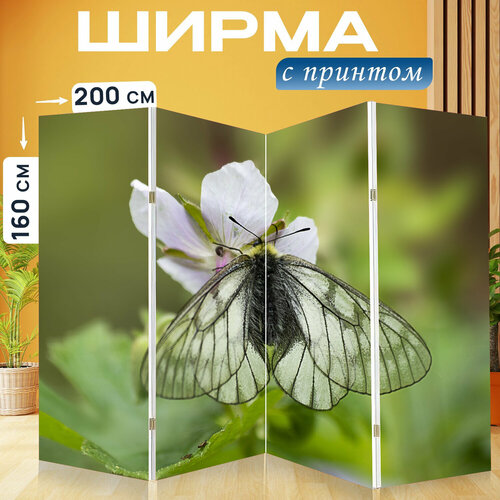 Ширма перегородка с принтом "Бабочка, насекомые, природа" на холсте - 200x160 см. для зонирования, раскладная