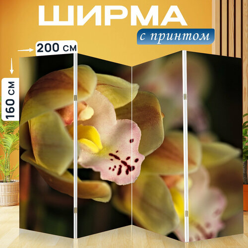 Ширма перегородка с принтом "Орхидея, цветок, завод" на холсте - 200x160 см. для зонирования, раскладная
