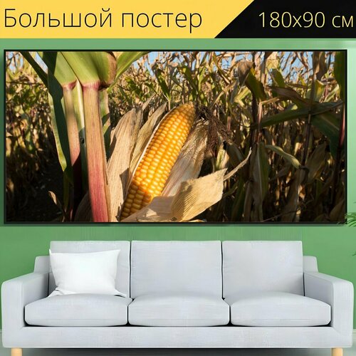 Большой постер "Кукурузное поле, кукуруза в початках, кукуруза" 180 x 90 см. для интерьера
