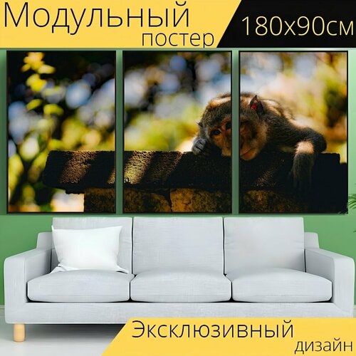 Модульный постер "Обезьяна, животное, дикая природа" 180 x 90 см. для интерьера