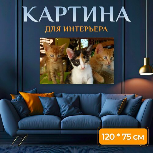 Картина на холсте "Кот, котенок, животное" на подрамнике 120х75 см. для интерьера