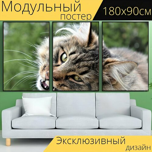 Модульный постер "Кот, животное, портрет" 180 x 90 см. для интерьера