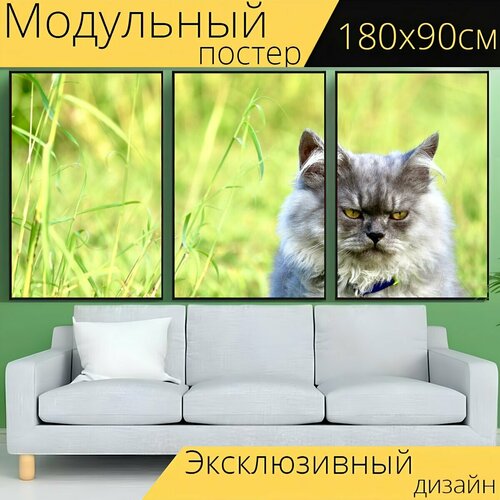 Модульный постер "Кошки, домашний питомец, животное" 180 x 90 см. для интерьера