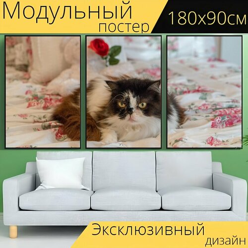 Модульный постер "Персидская кошка, старший, зрелый" 180 x 90 см. для интерьера